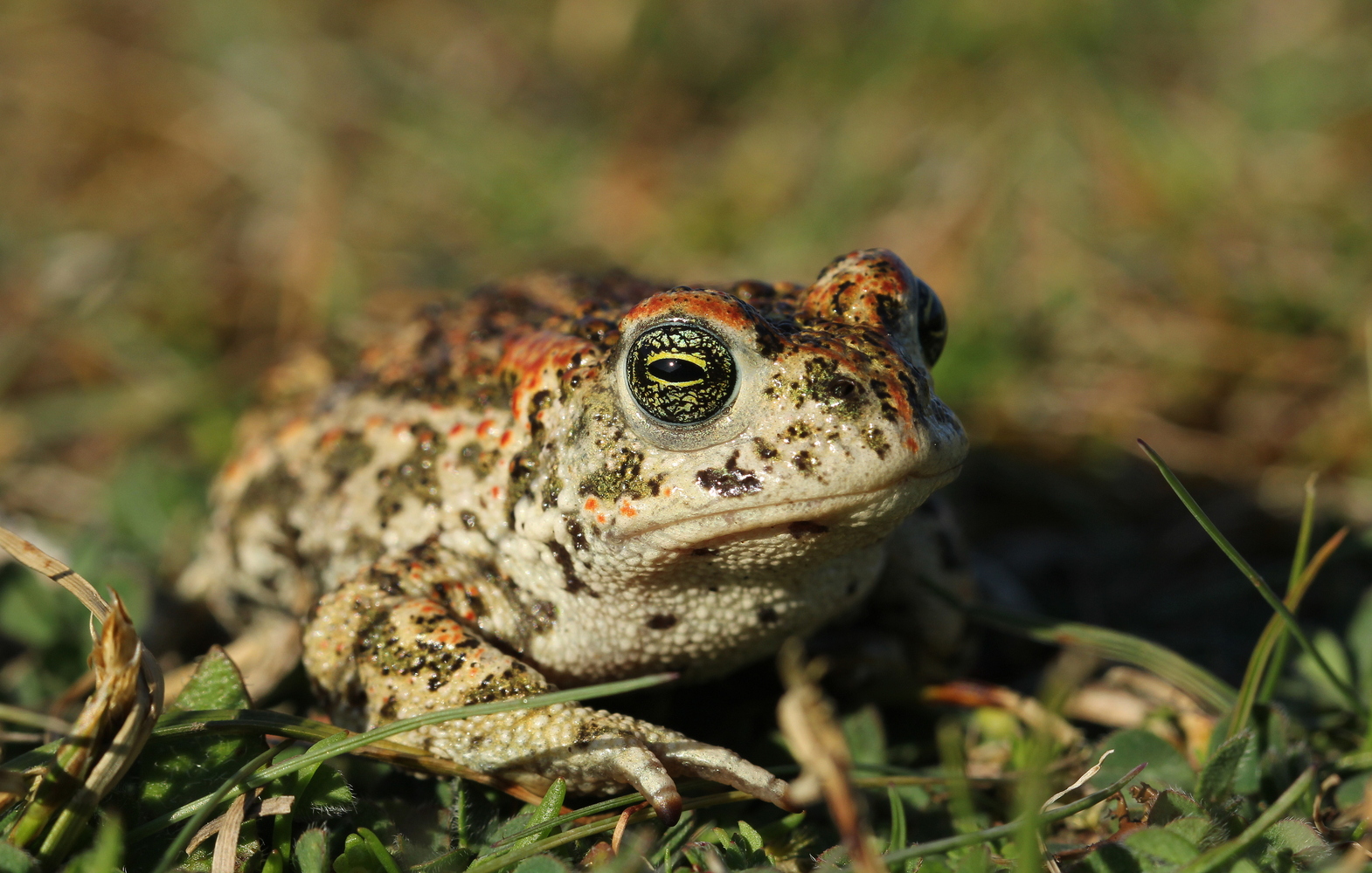 Least Concern #42 Natterjack Toad (Endangered species) | Minds