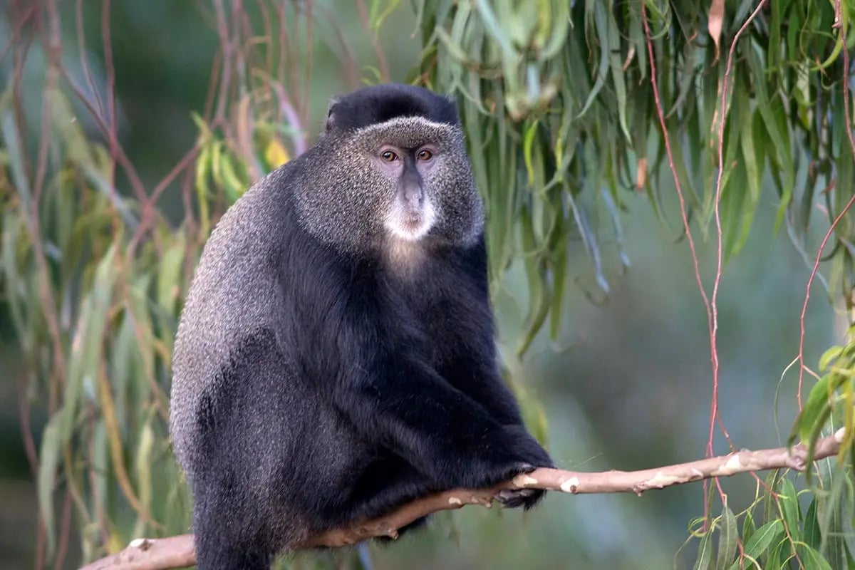 Least Concern #64 Blue Monkey (Endangered species) | Minds