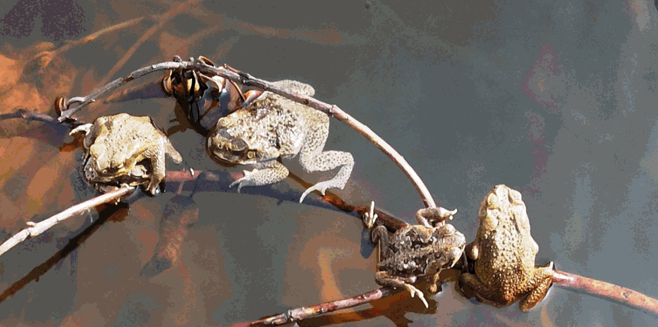 Endangered - #97 Mindoro Tree Frog (Endangered species) | Minds