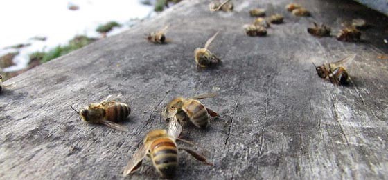 First long-term study confirms world’s most popular pesti... | Minds